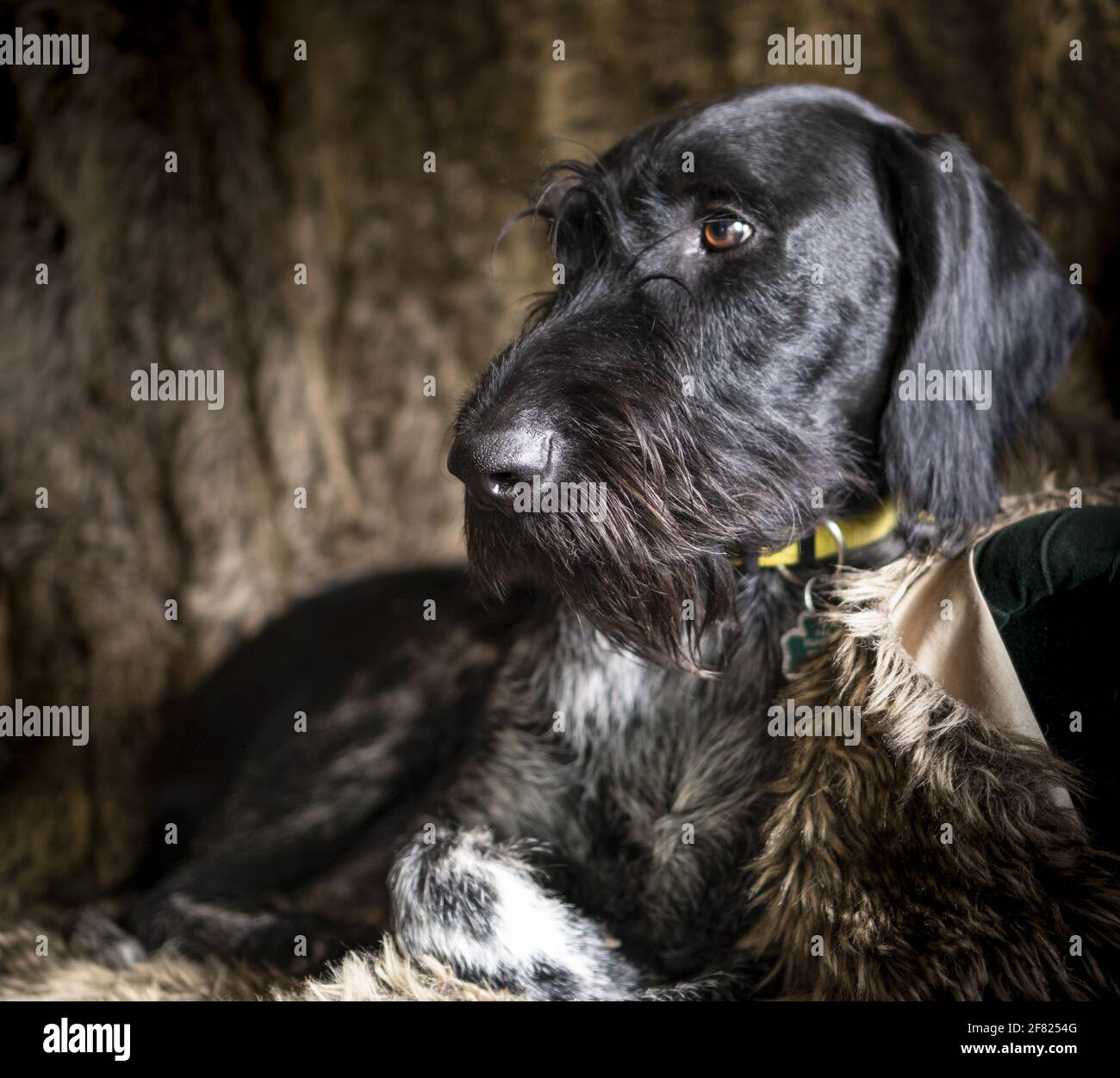 Deutsch drahthaar puppy hi-res stock photography and images - Alamy