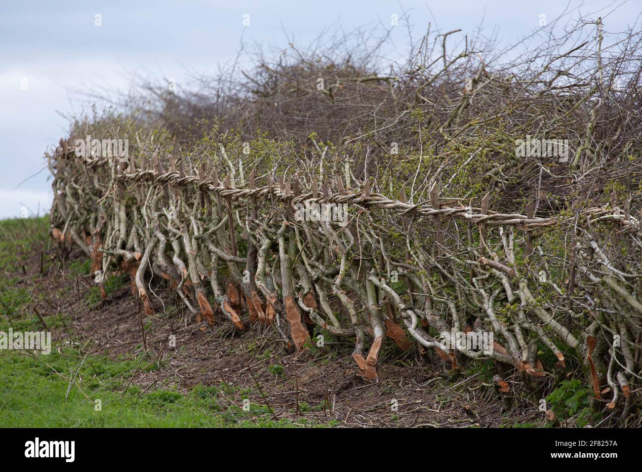 Hedge laying style hi-res stock photography and images - Alamy