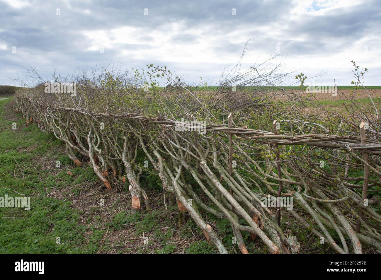 Hedge laying style hi-res stock photography and images - Alamy