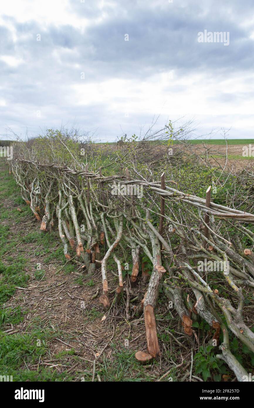 Hedge laying style hi-res stock photography and images - Alamy