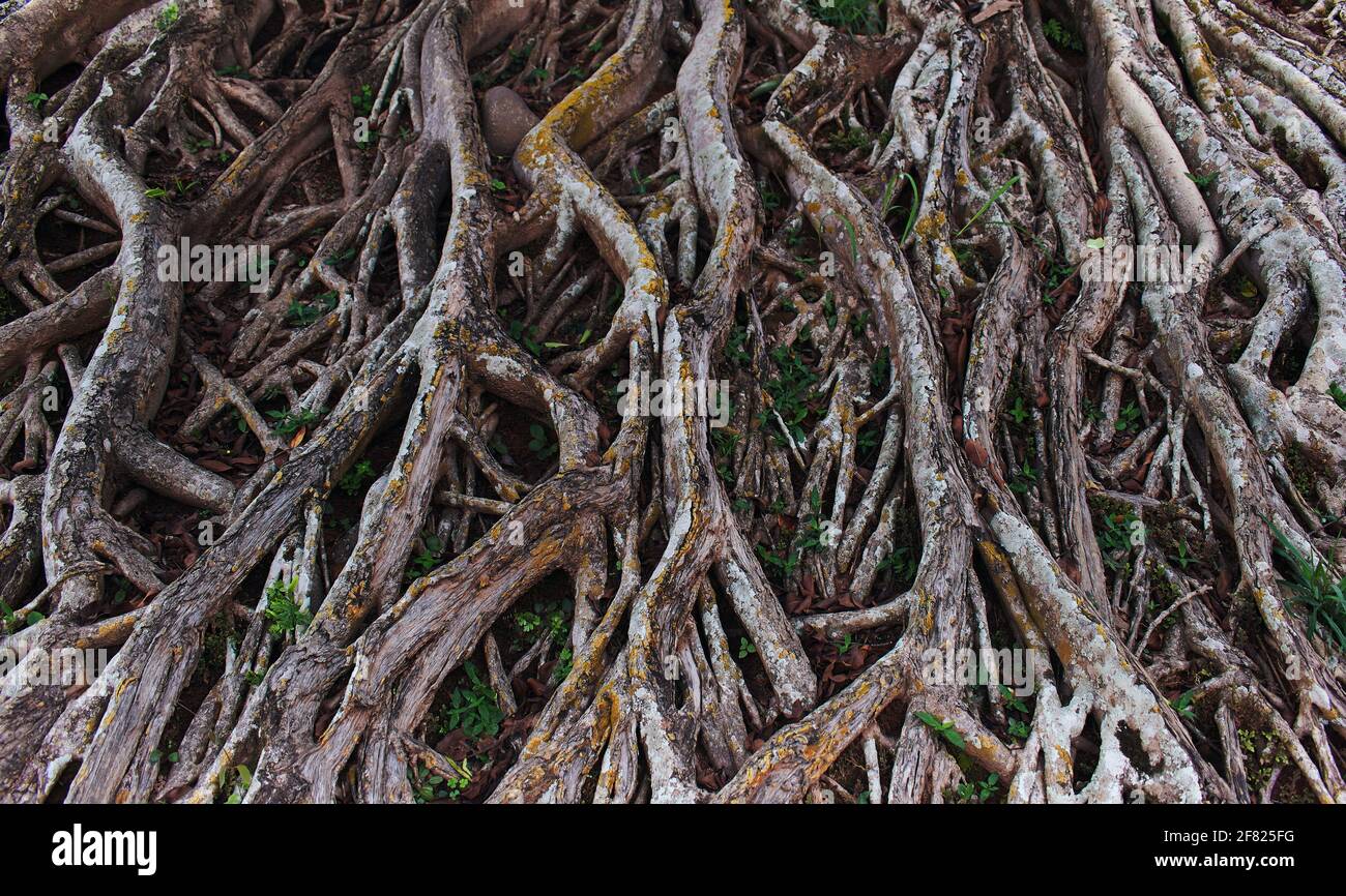 Banyan tree texture hi-res stock photography and images - Alamy