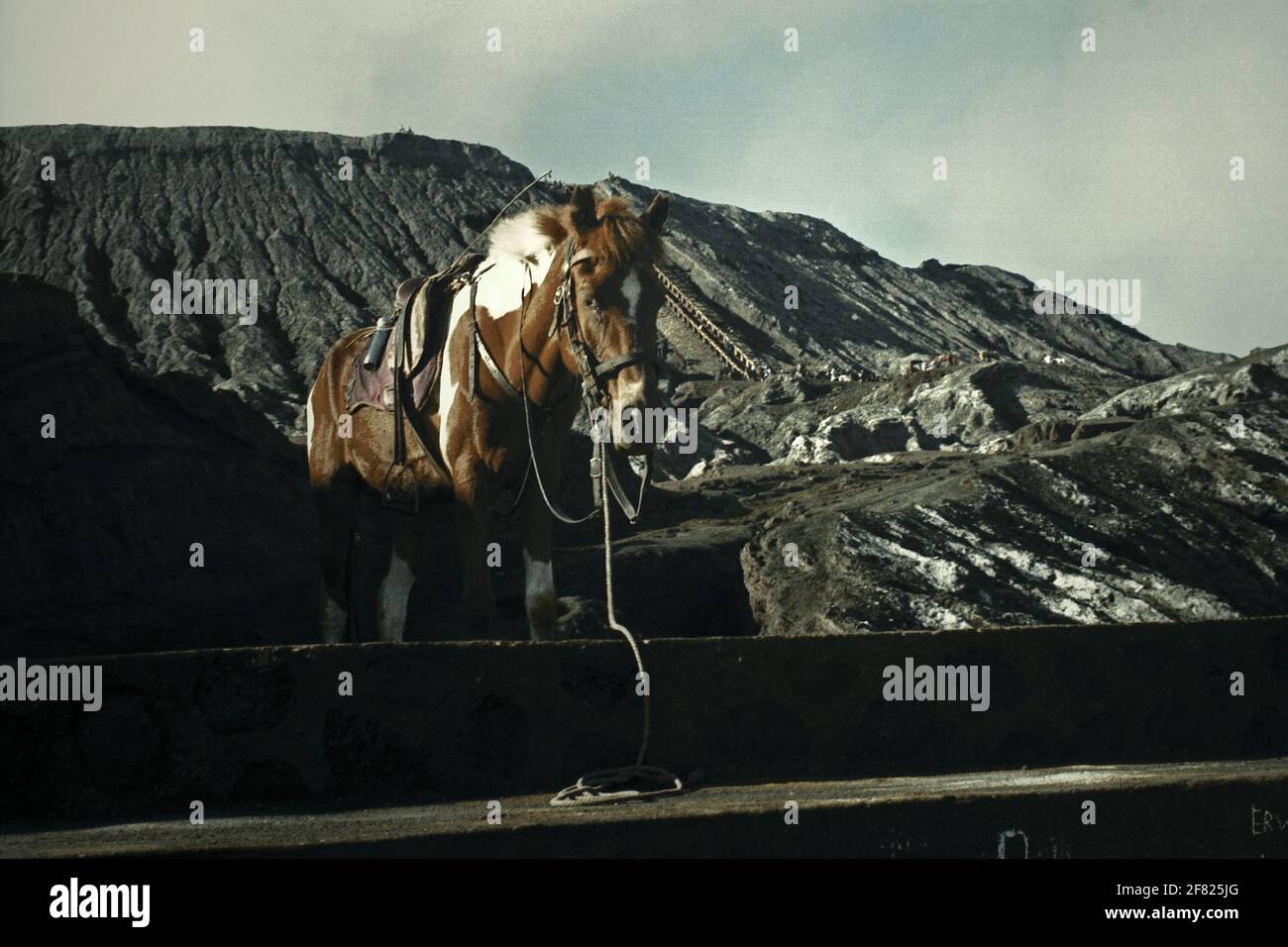 A horse on Mount Bromo volcano in East Java, Indonesia Stock Photo - Alamy