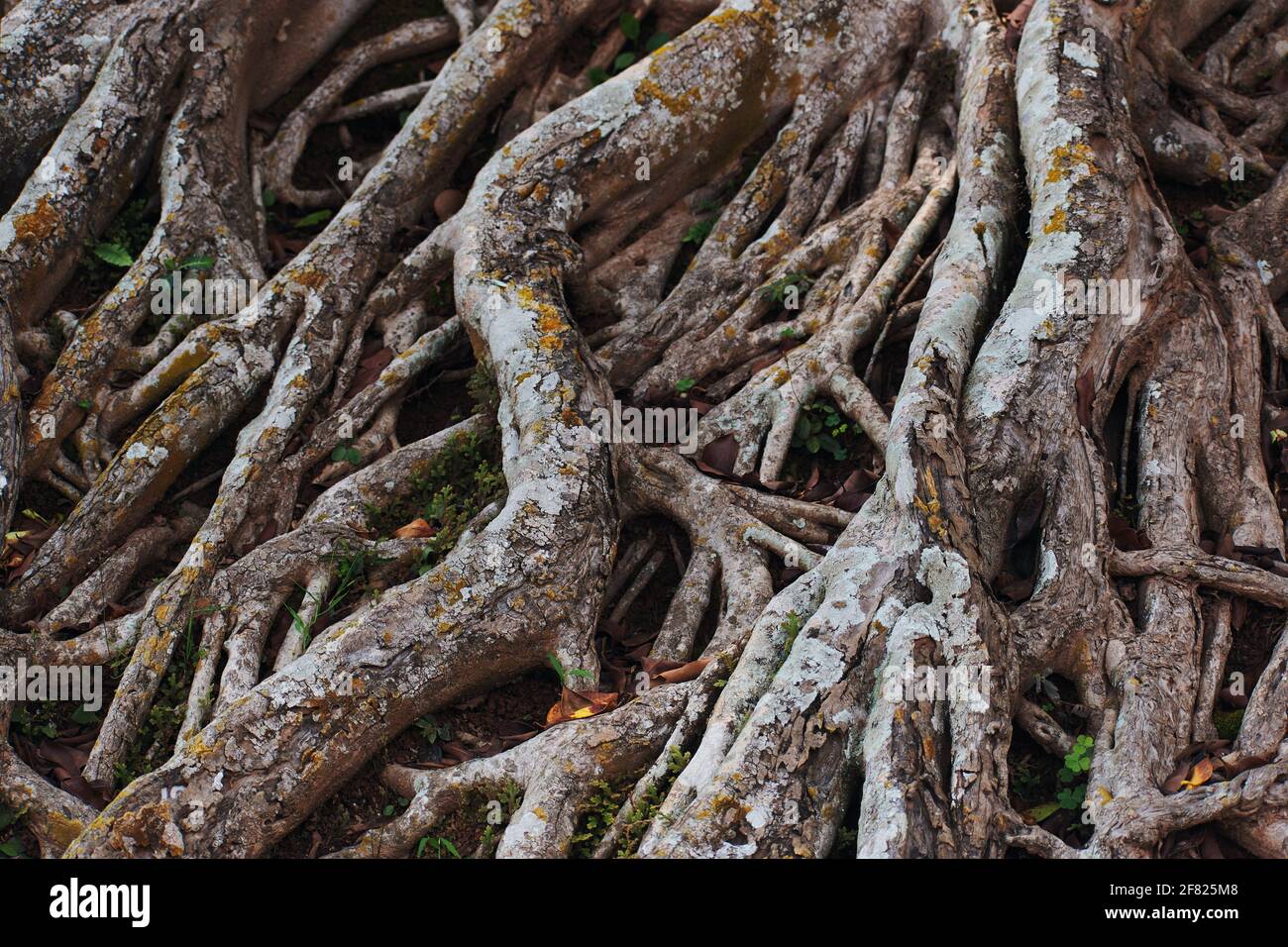 The roots of the banyan tree spread over the ground Stock Photo - Alamy