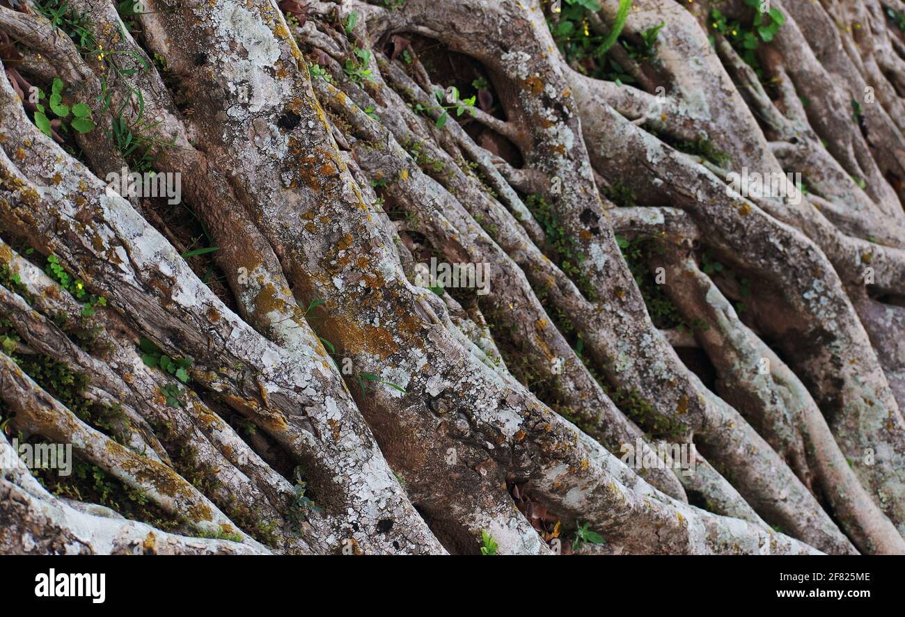Banyan tree texture hi-res stock photography and images - Alamy