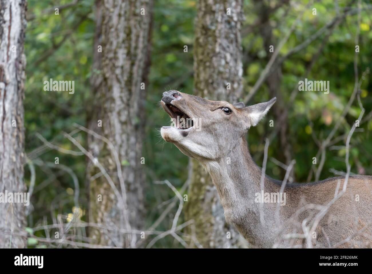 The yawn, portrait of Deer female at morning (Cervus elaphus Stock ...