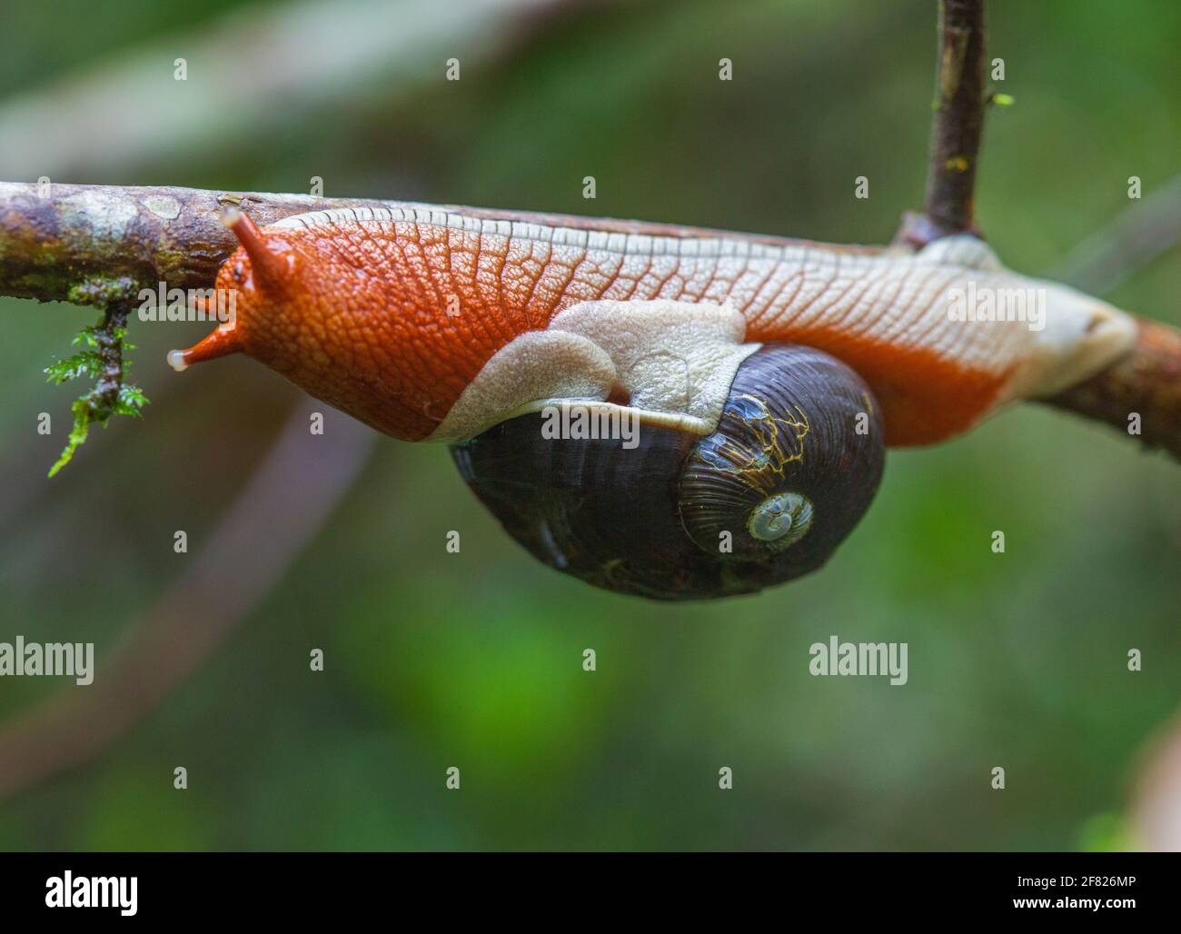 Indrella ampulla - a mollusk endemic to Western Ghats of India ...