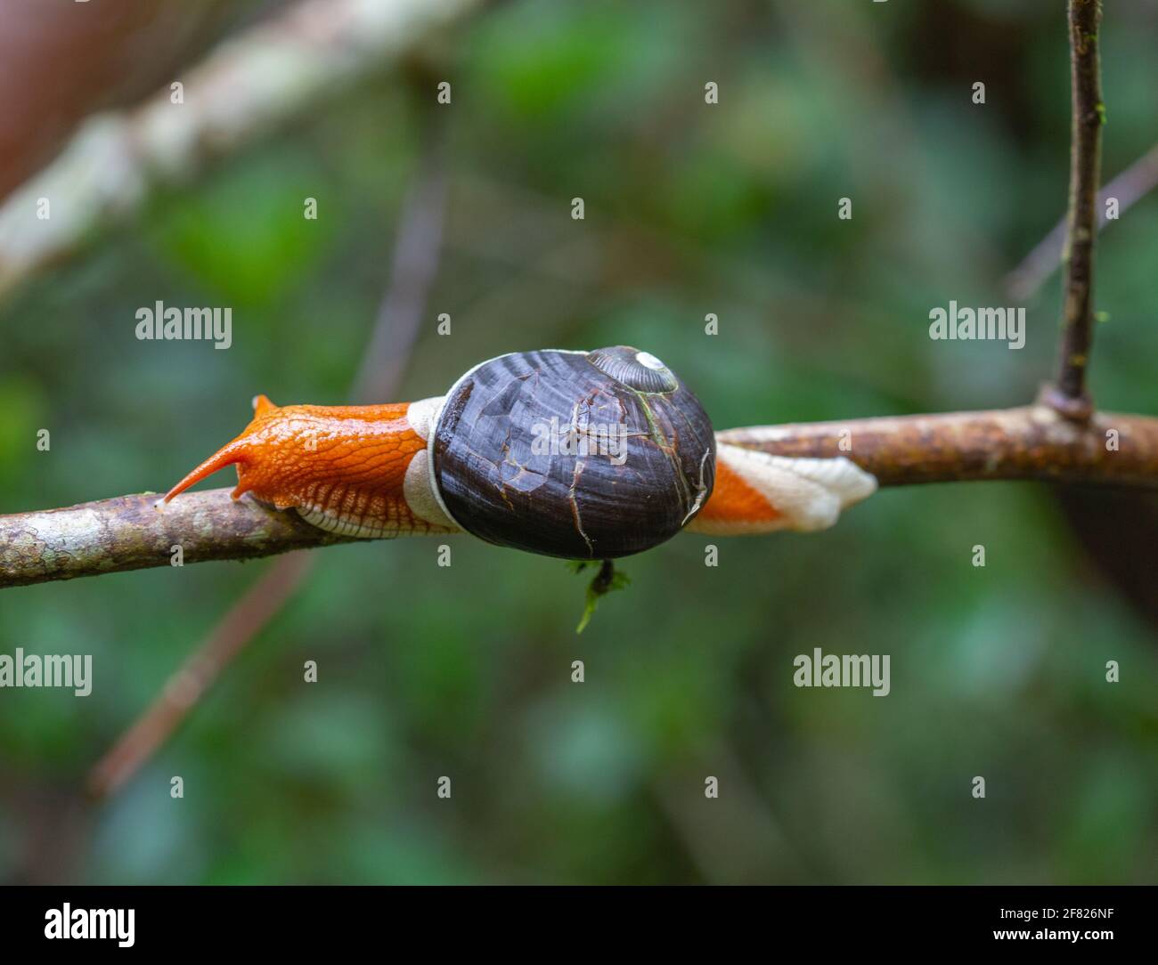 Indrella ampulla - a mollusk endemic to Western Ghats of India ...