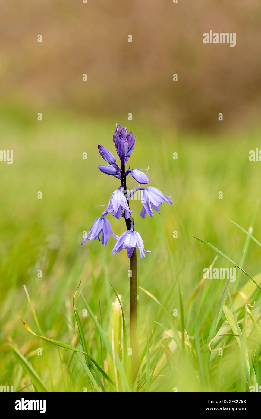 A single bluebell flower in a meadow in spring Stock Photo - Alamy