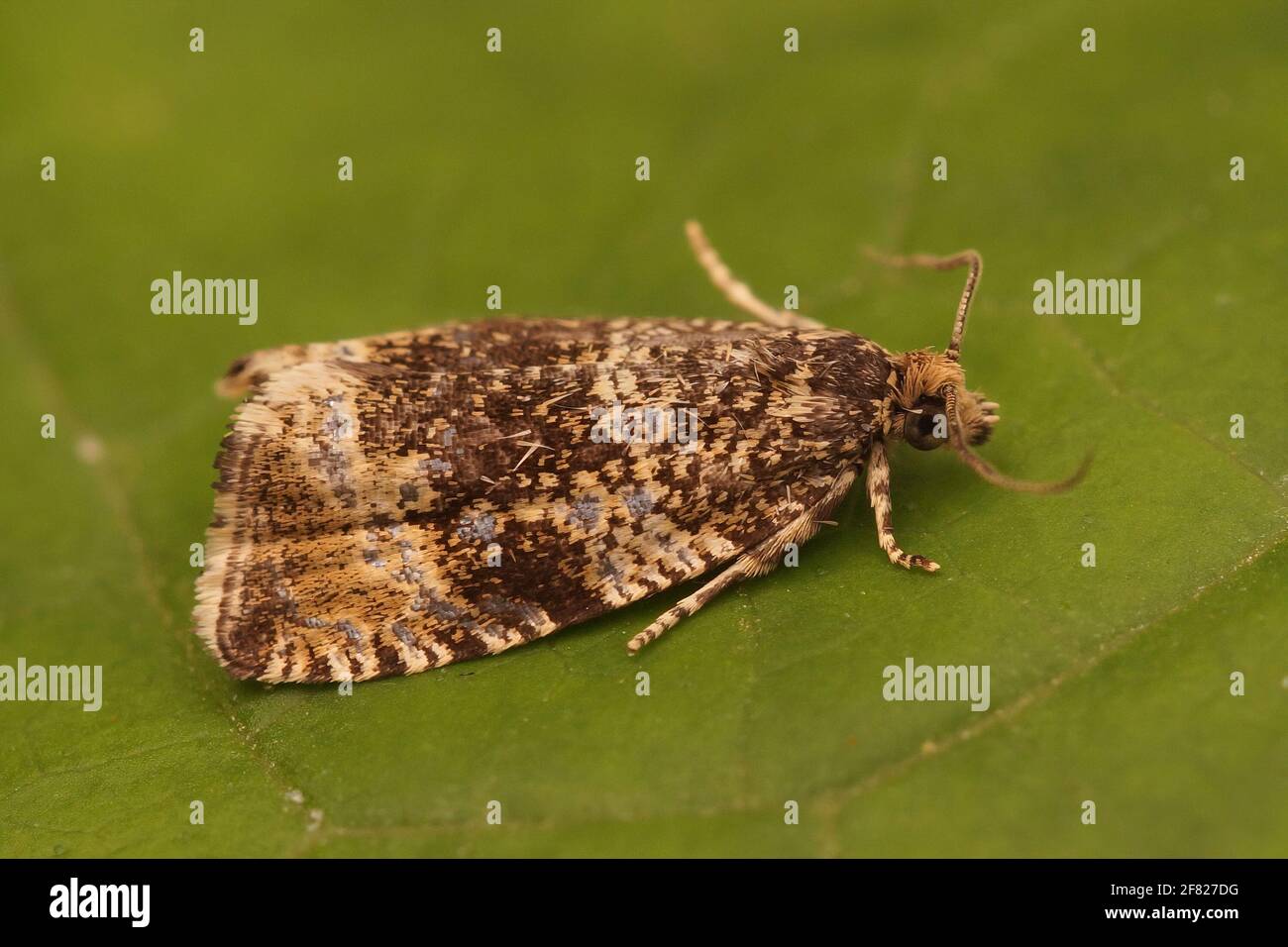 Common marble moth hi-res stock photography and images - Alamy