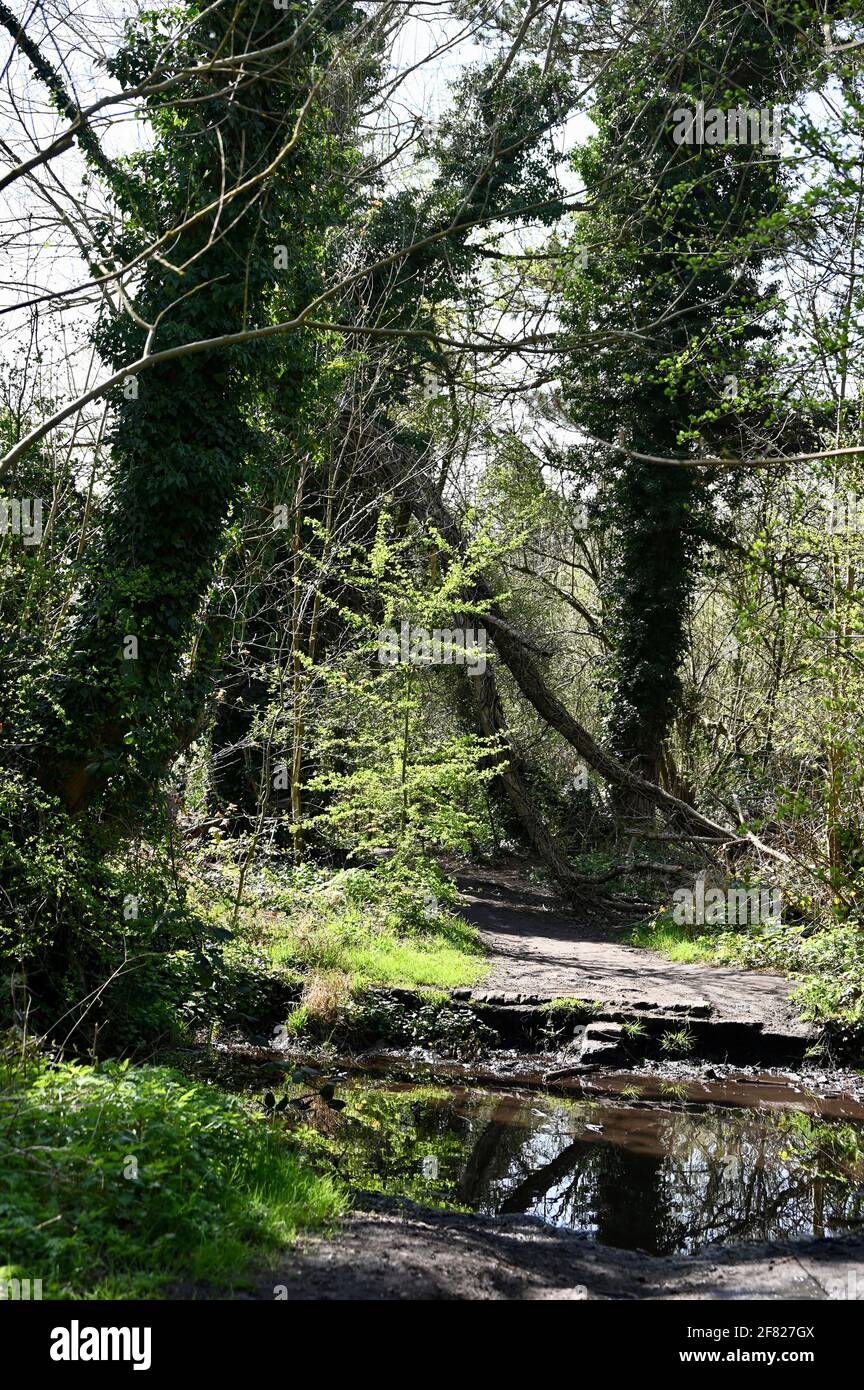 River Cray, Foots Cray Meadows, Sidcup, Kent. UK Stock Photo - Alamy