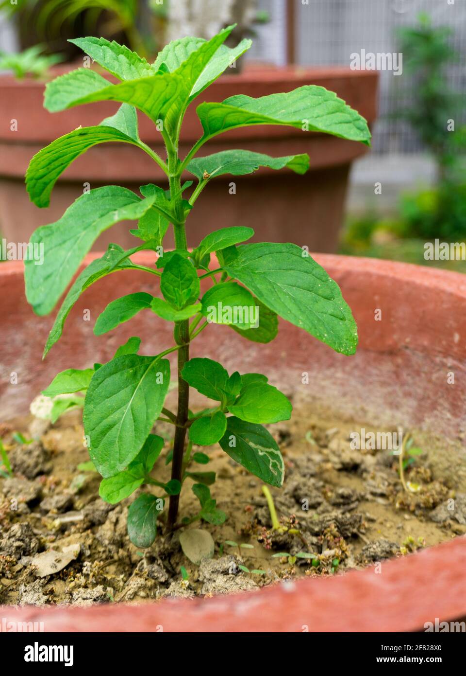 Peppermint (Mentha piperita, also known as Mentha balsamea Wild)is a ...