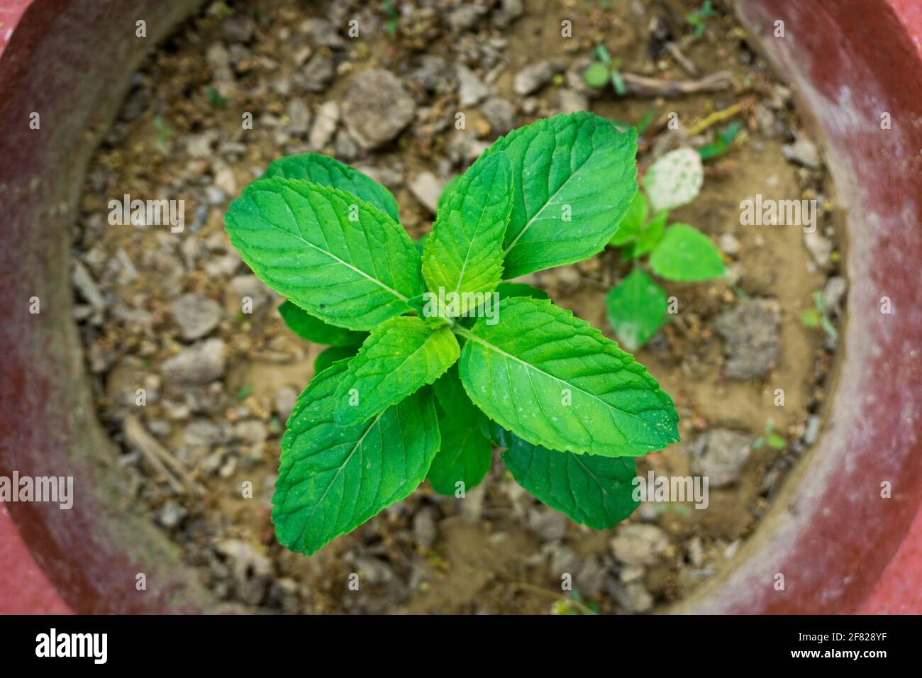 Plant cross in soil hi-res stock photography and images - Alamy