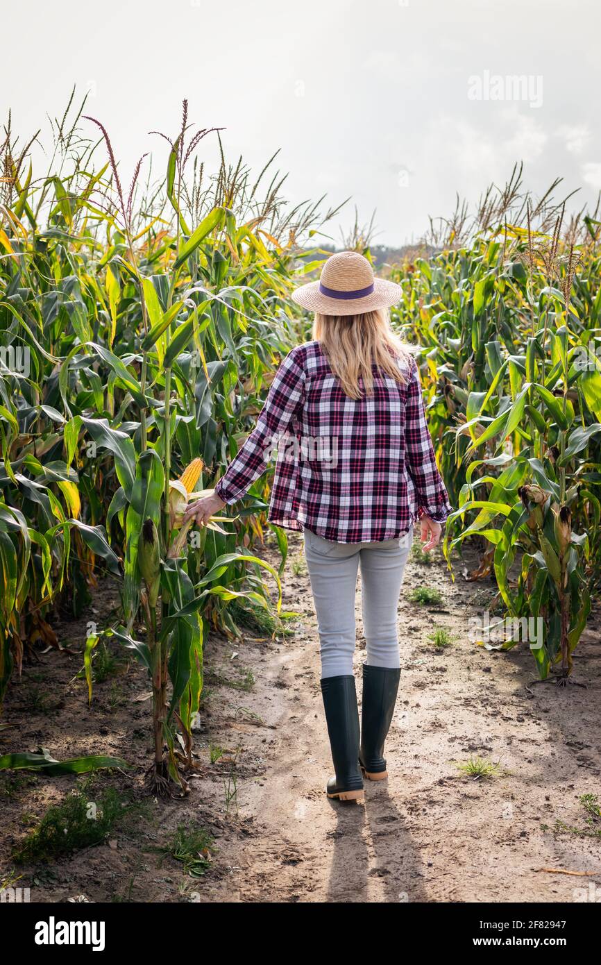Farm worker in corn field. Woman farmer inspecting maize crop ...