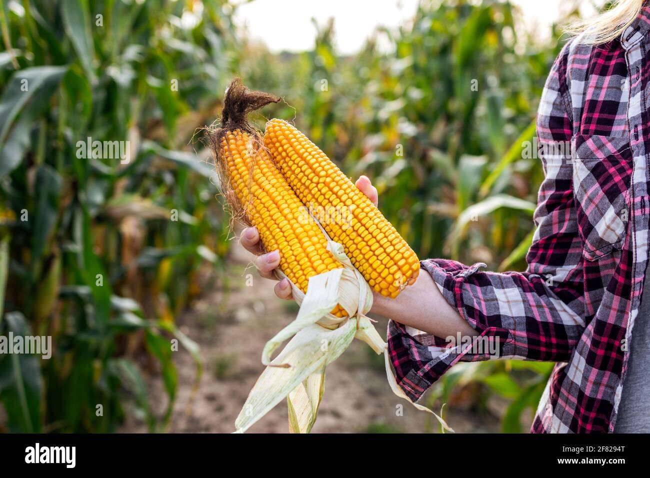 Corn cob in farmers hand. Control maize crop in agricultural field ...
