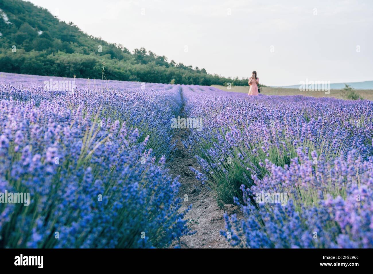 Close up Lavender flower blooming scented fields in endless rows on sunset. Selective focus on ...