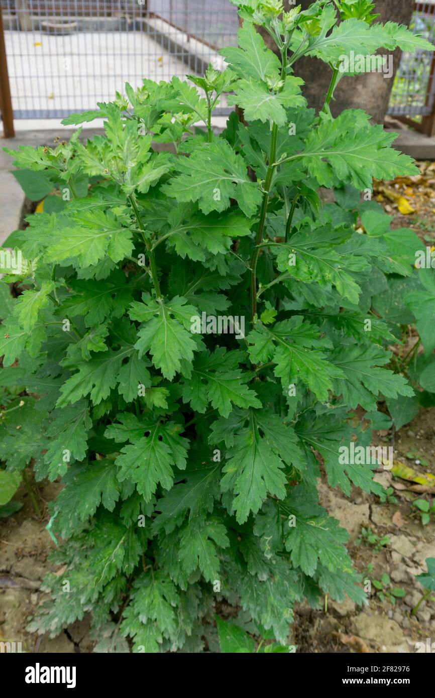 Indian chrysanthemum hi-res stock photography and images - Alamy
