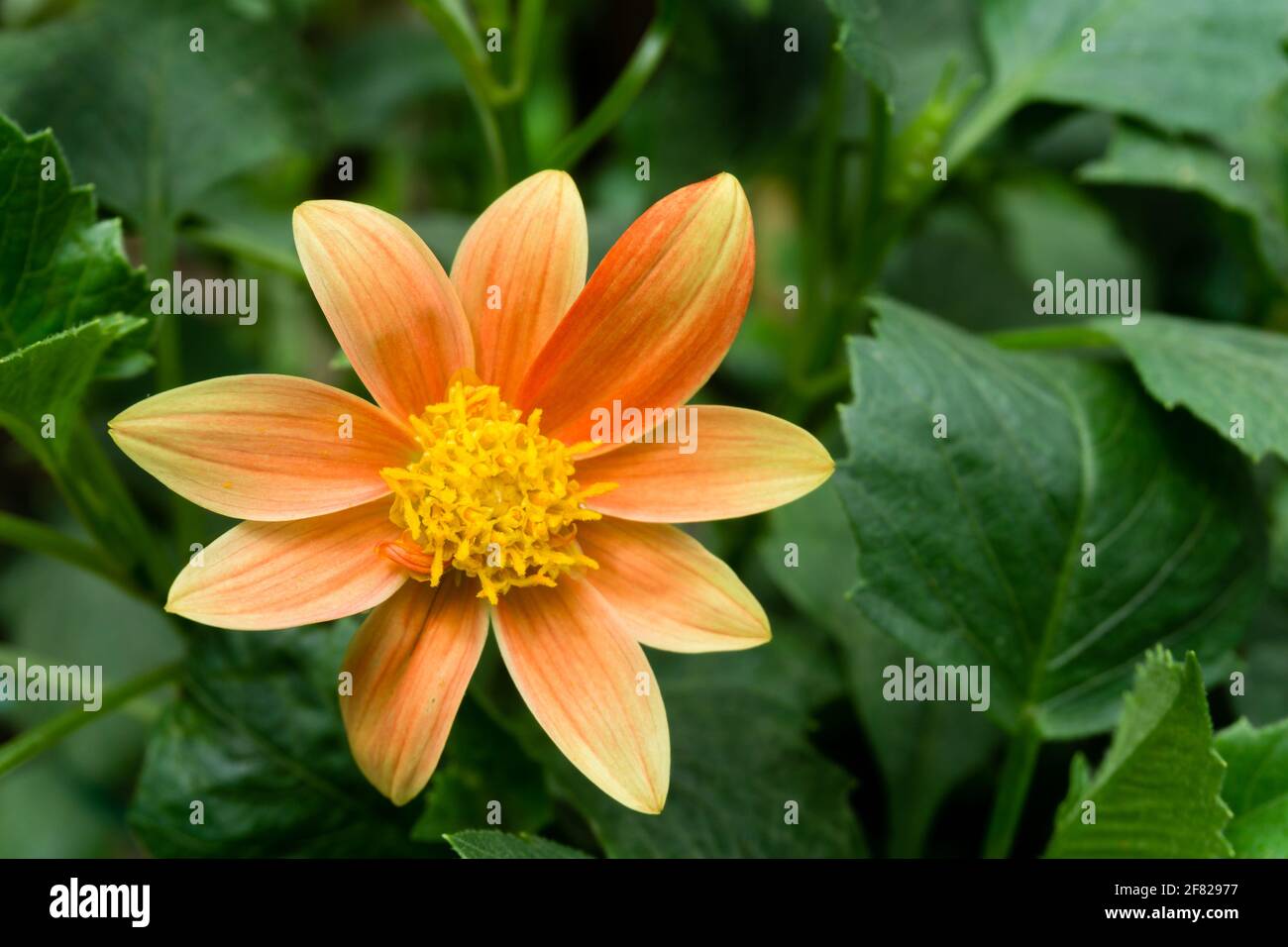 Dahlia coccinea is a species of flowering plant in the daisy family ...