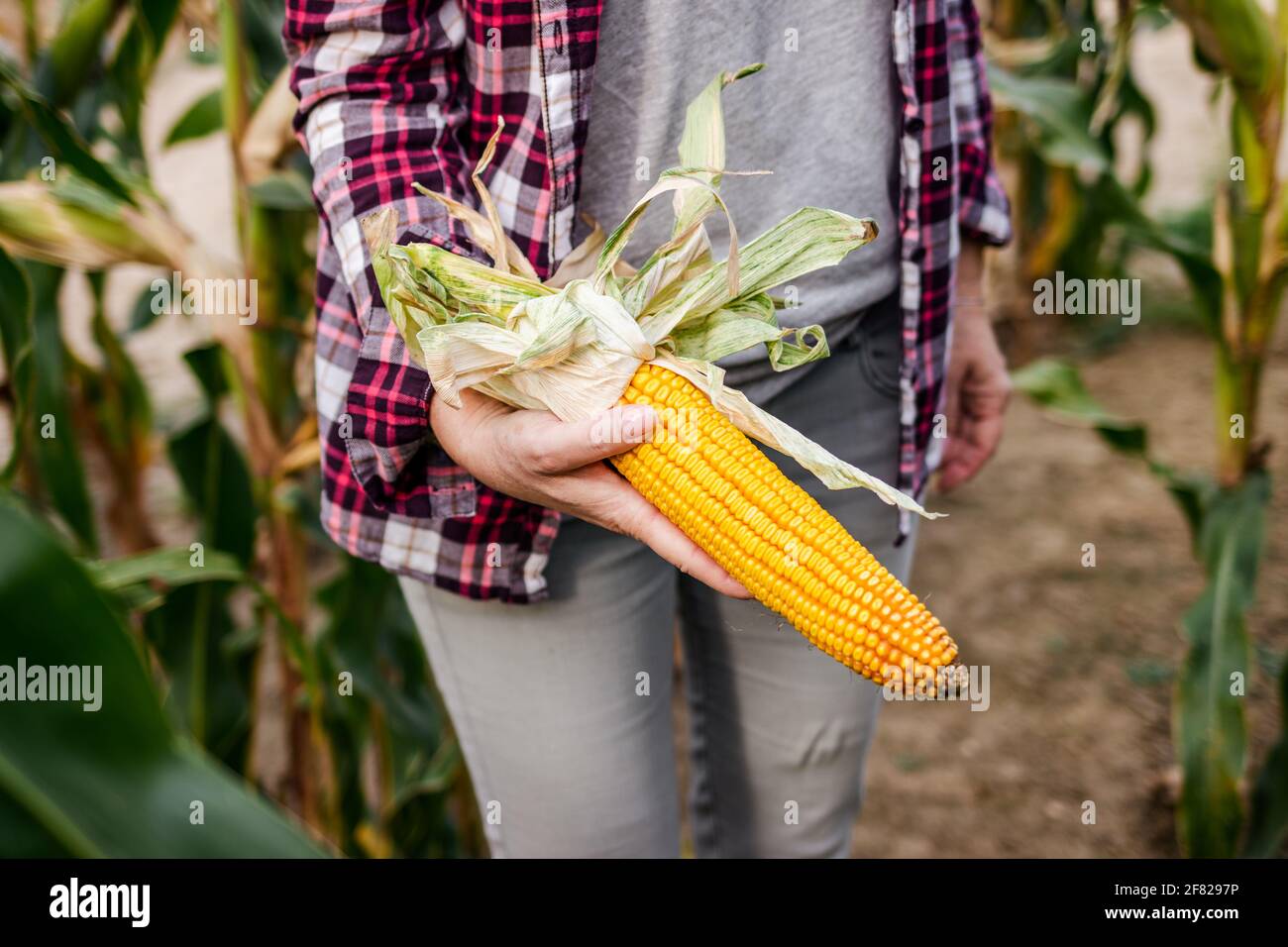 Farmer showing corn cob in field. Woman control peeled maize before ...