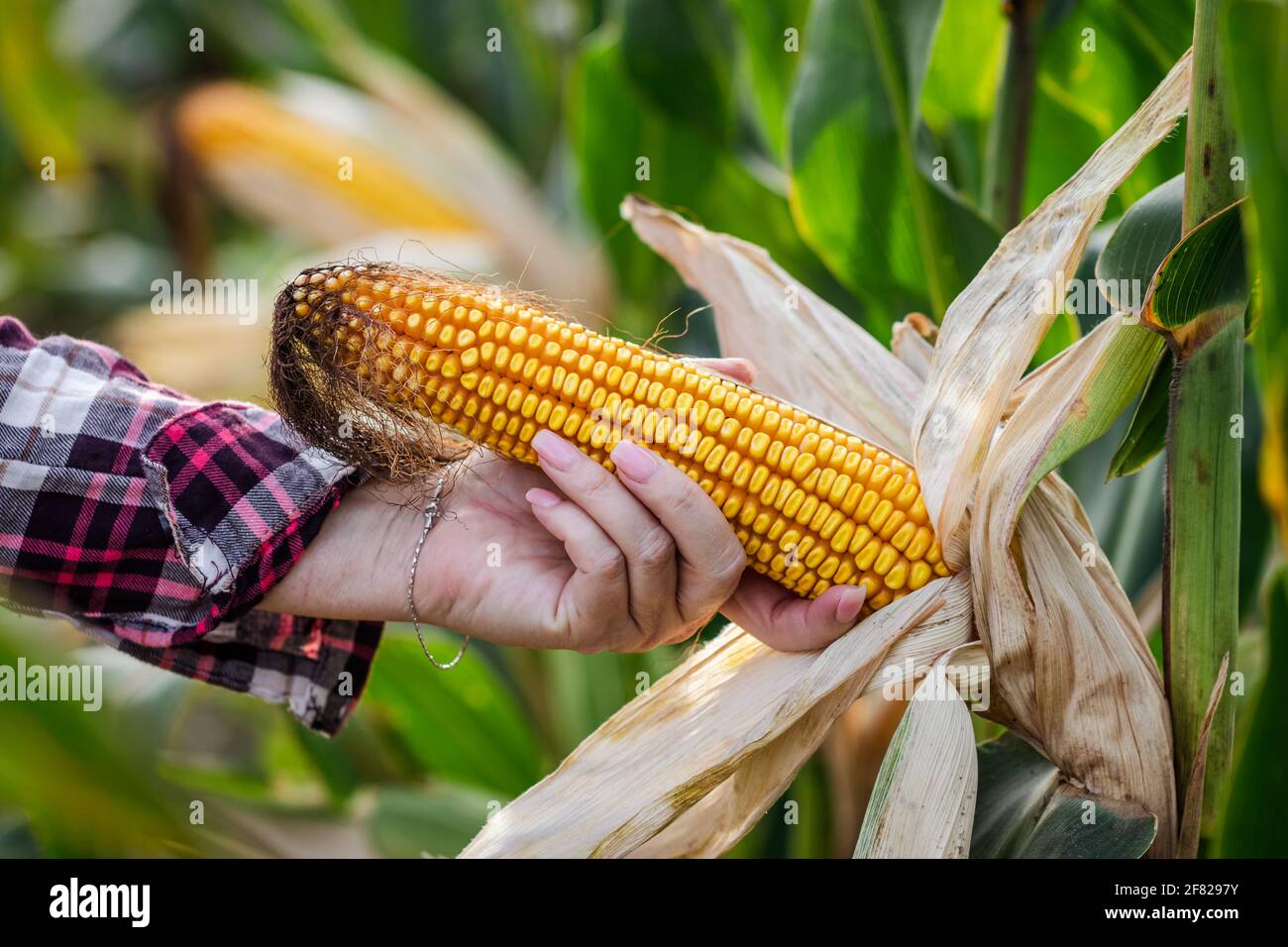 Farmer picking corn in field hi-res stock photography and images - Alamy