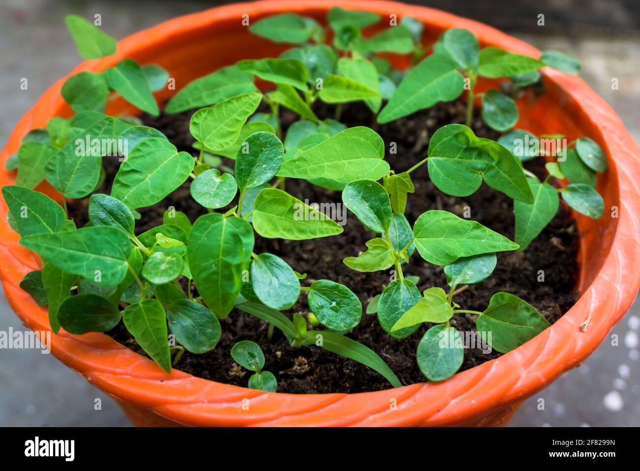 Aganonerion is a plant genus in the family Apocynaceae. Aganonerion ...