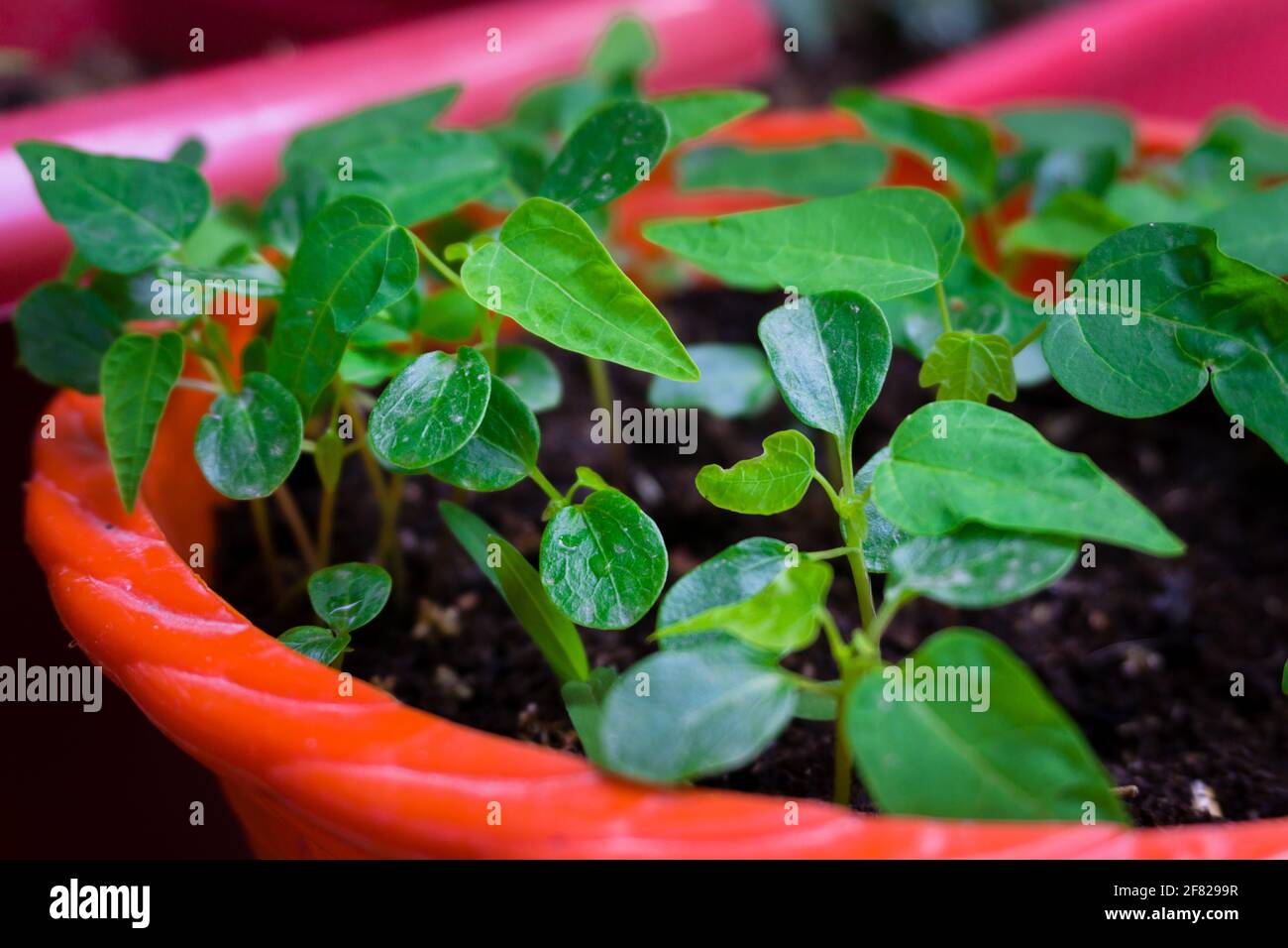 Vietnamese flora hi-res stock photography and images - Alamy