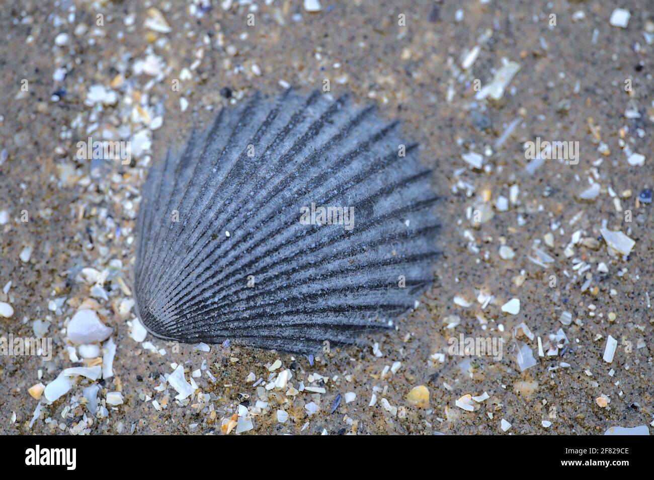 Beautiful closeup top view of black seashell lying in wet sea sand at ...