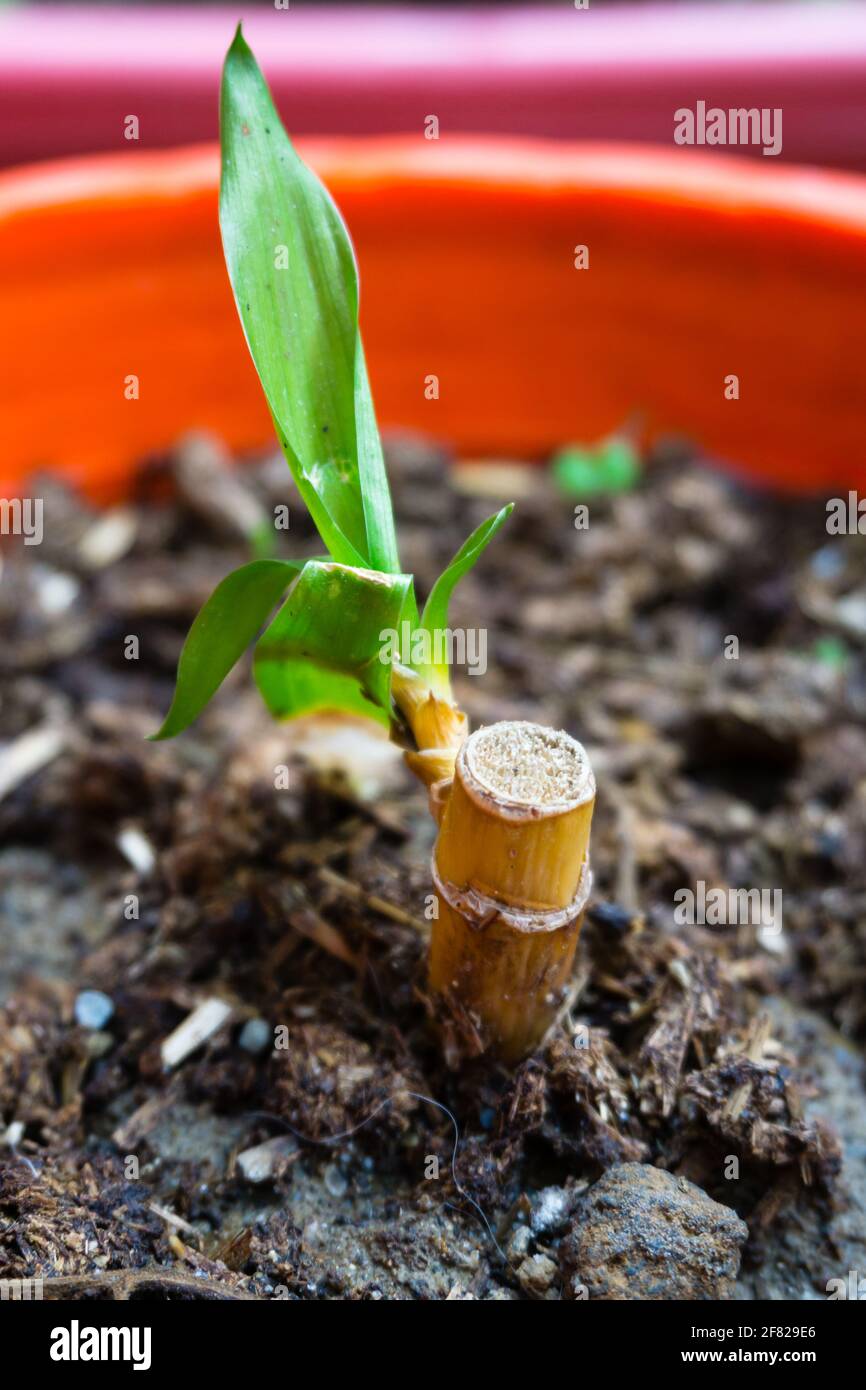 A close up shot of Bambusoideae plant growing in a pot. Bambusoideae ...