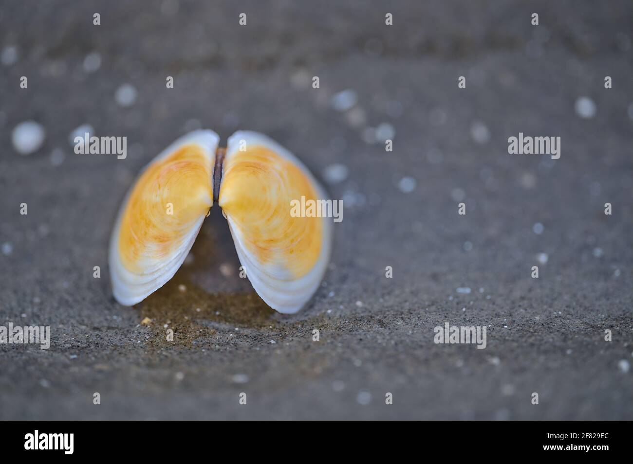 Beautiful closeup low ground view of small yellow seashell on sea beach ...
