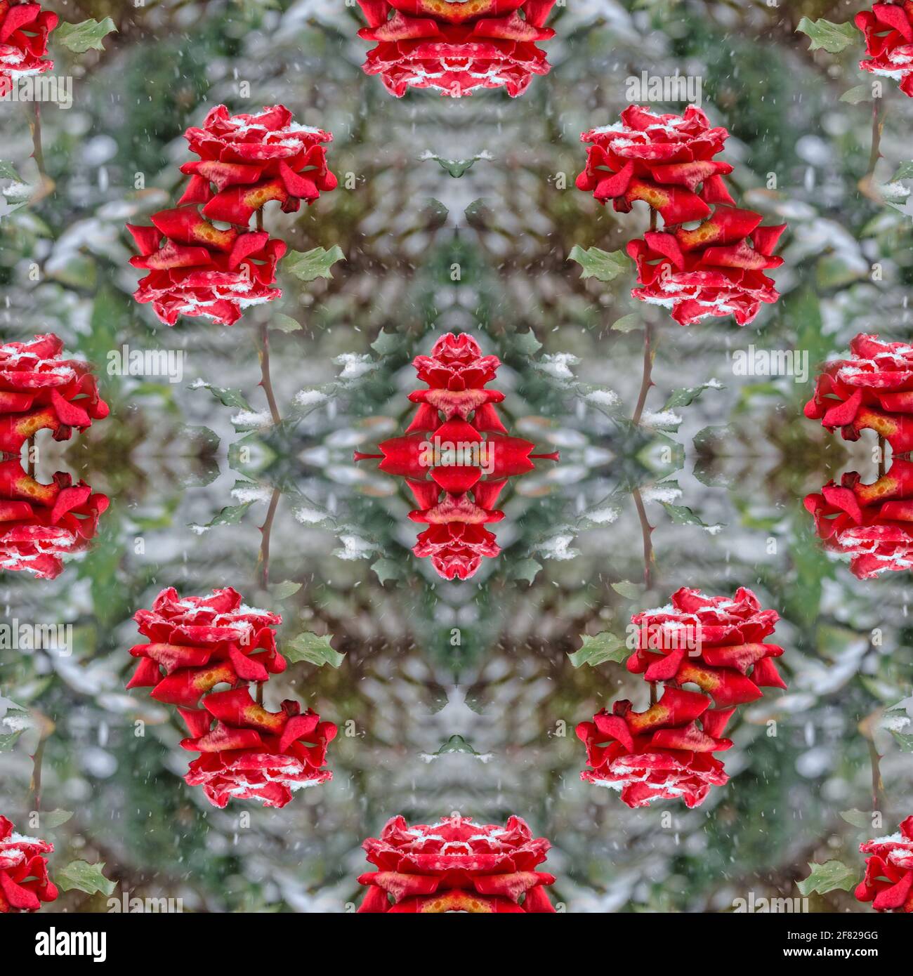 Seamless background with roses hi-res stock photography and images - Alamy