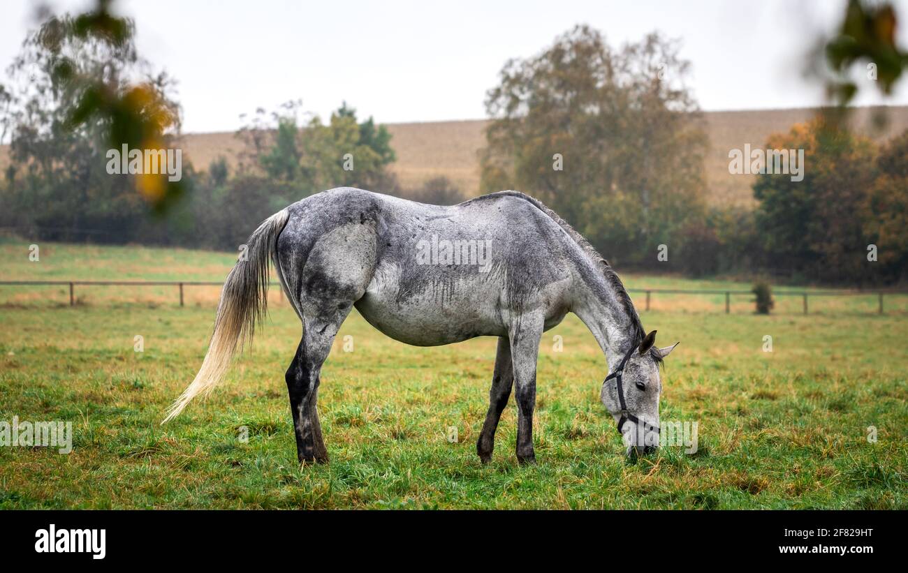 Grey Roan Horse