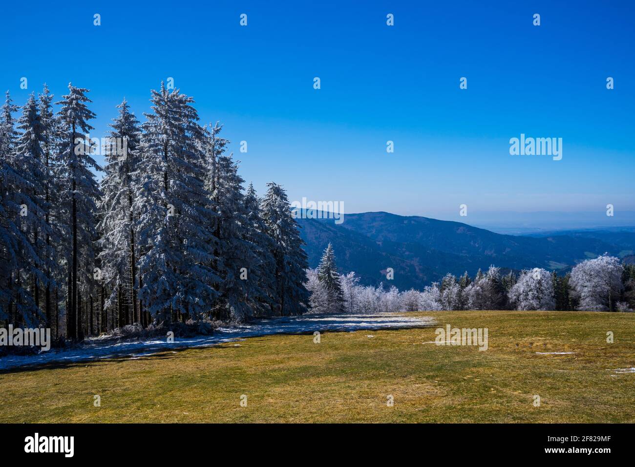 Germany, White snow covered winter landscape and tree tops of fir trees ...