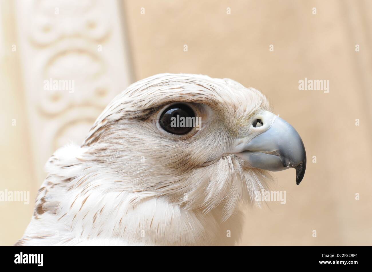 Beautiful falcon hi-res stock photography and images - Alamy