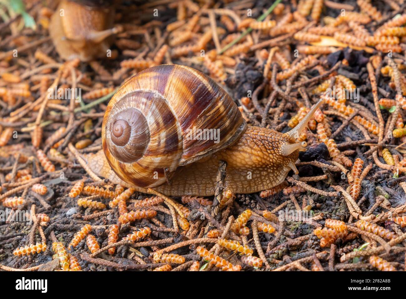 The snail moves on the wet ground Stock Photo - Alamy