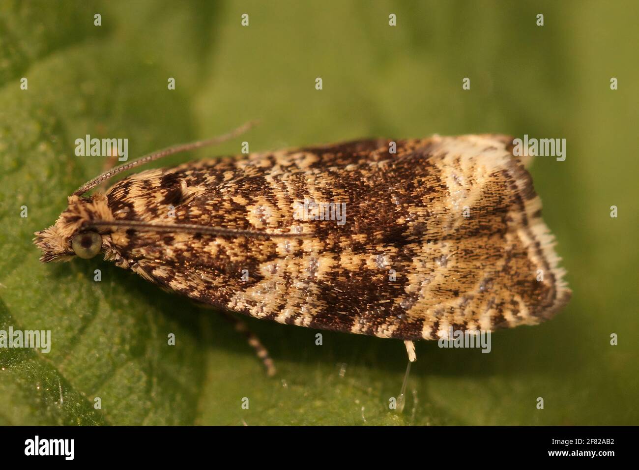 Common marble moth hi-res stock photography and images - Alamy