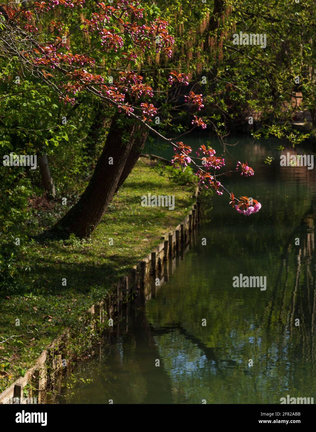 Blooming sakura tree over calm canal water. Beautiful reflection ...