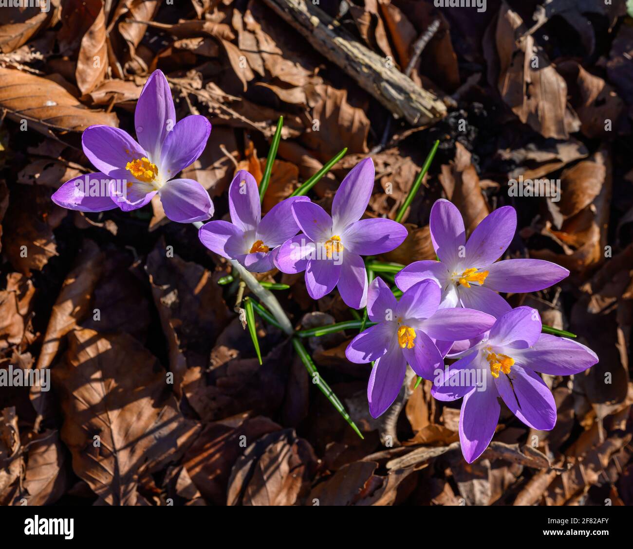 Crocusstem hi-res stock photography and images - Alamy