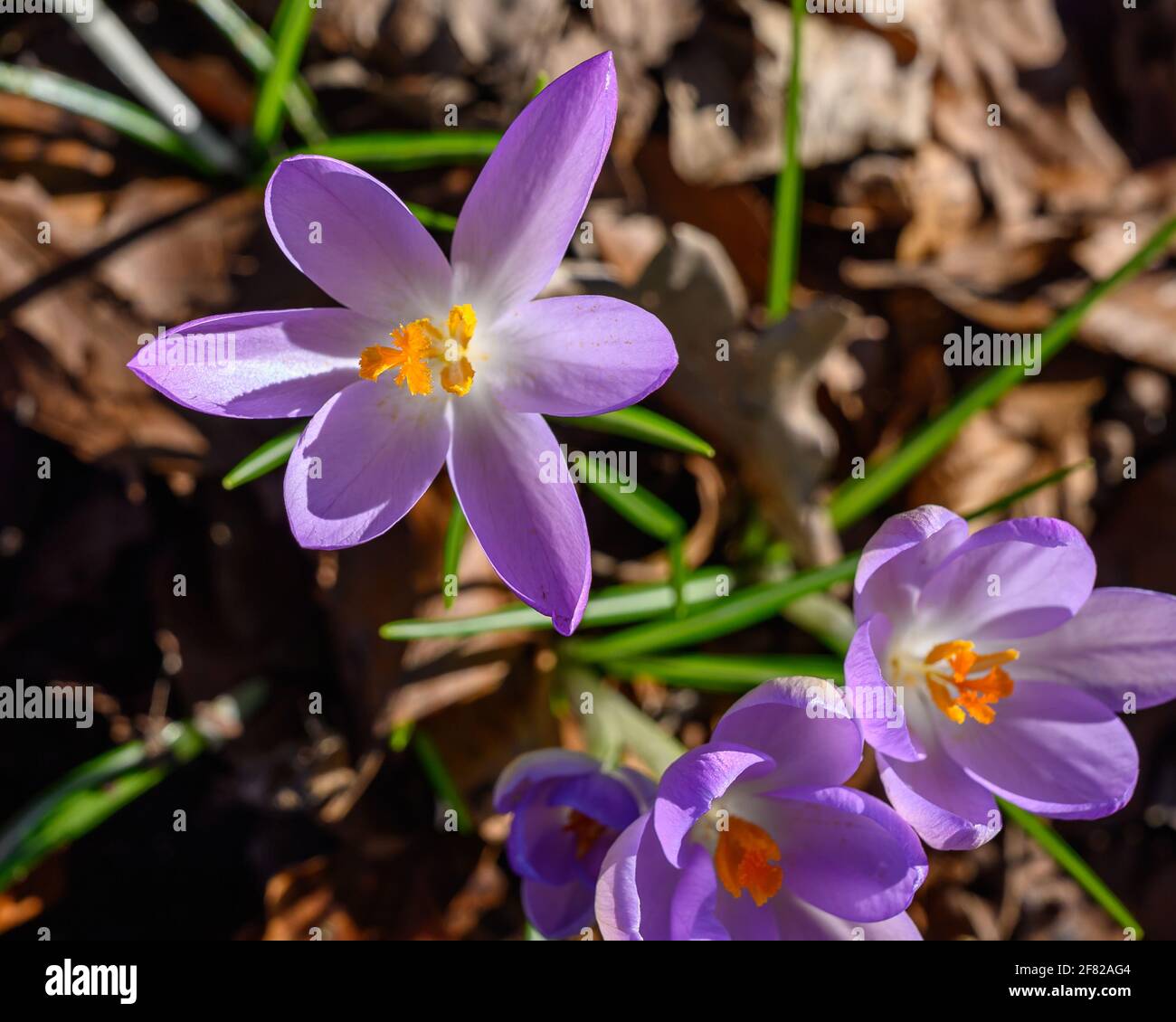 Spring Crocus Display In Gardens High Resolution Stock Photography and ...