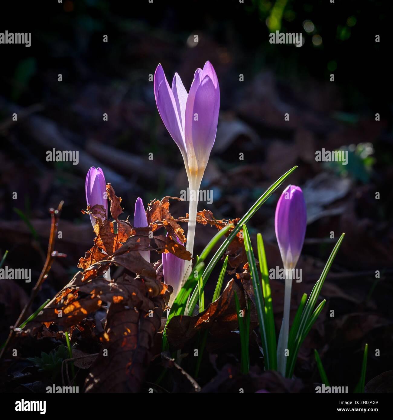 Spring Crocus Display In Gardens High Resolution Stock Photography and ...