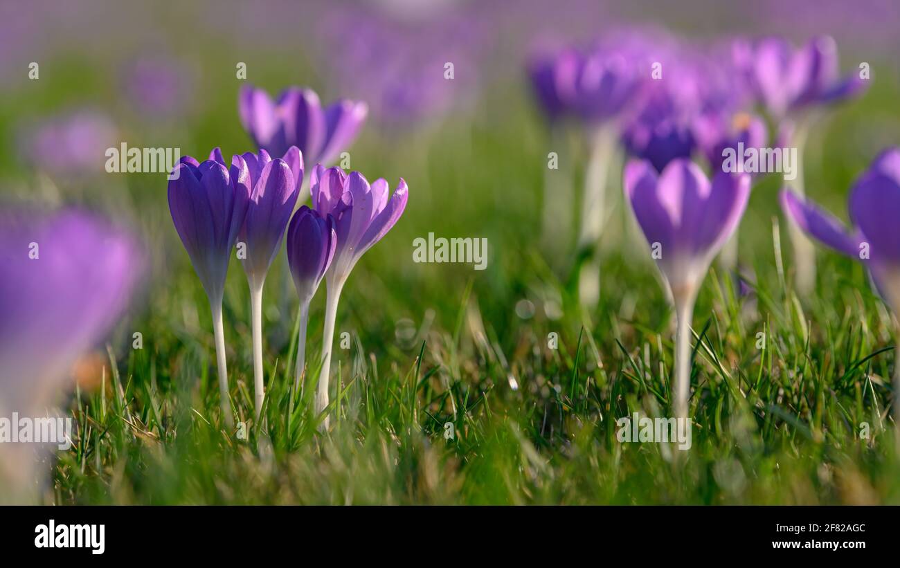 Crocusstem hi-res stock photography and images - Alamy