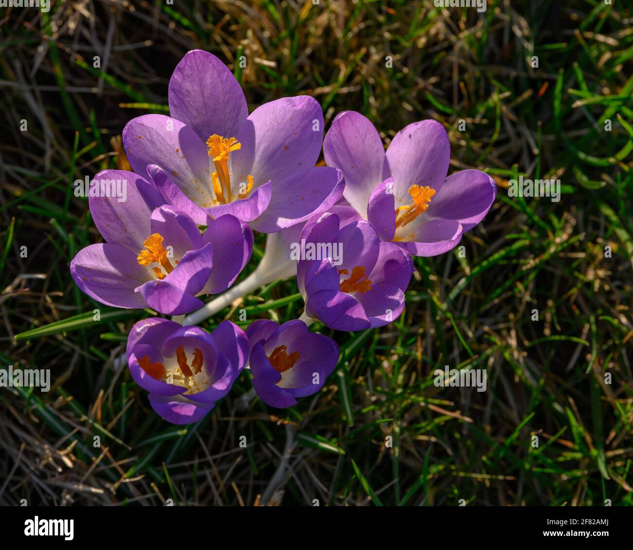 Crocusstem hi-res stock photography and images - Alamy