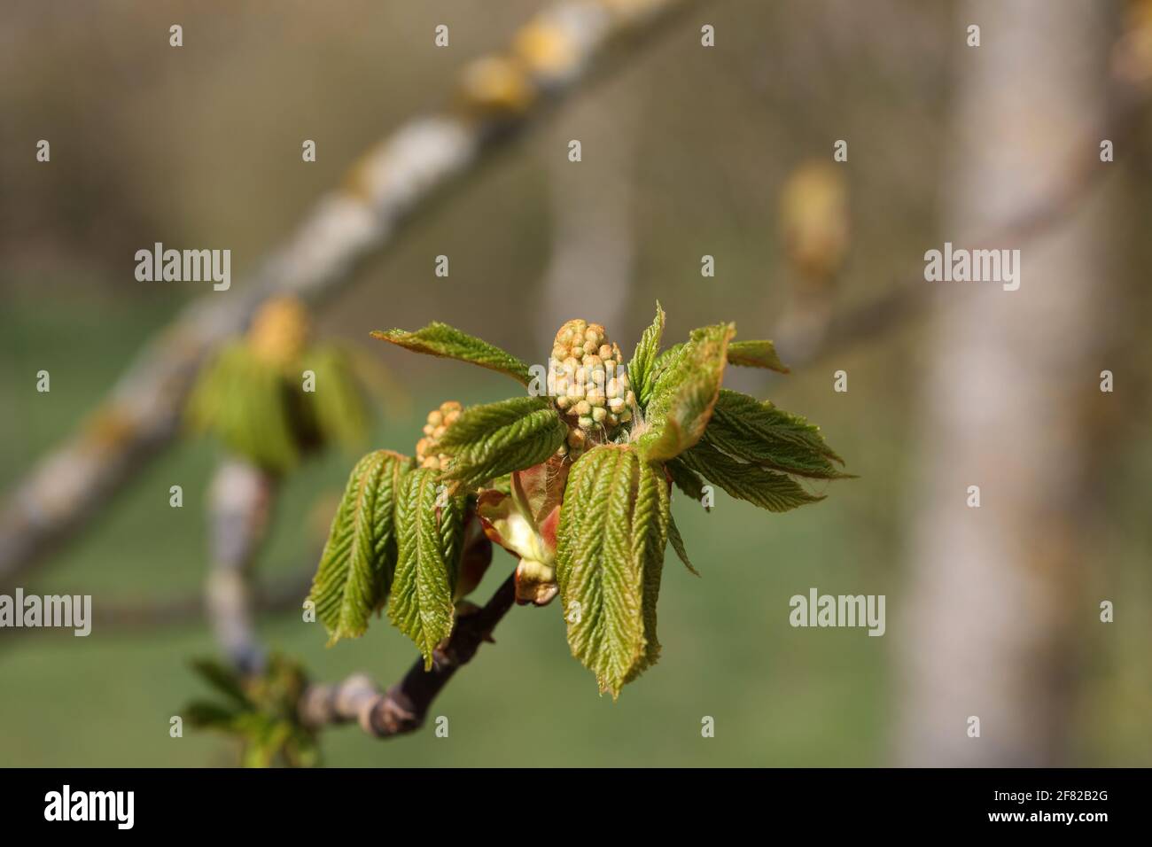 Close up of the flower buds of a chestnut tree, Aesculus hippocastanum ...