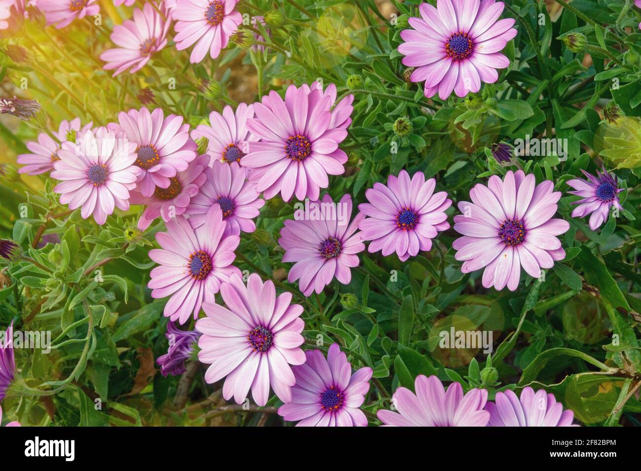 Star Of The Veldt High Resolution Stock Photography and Images - Alamy