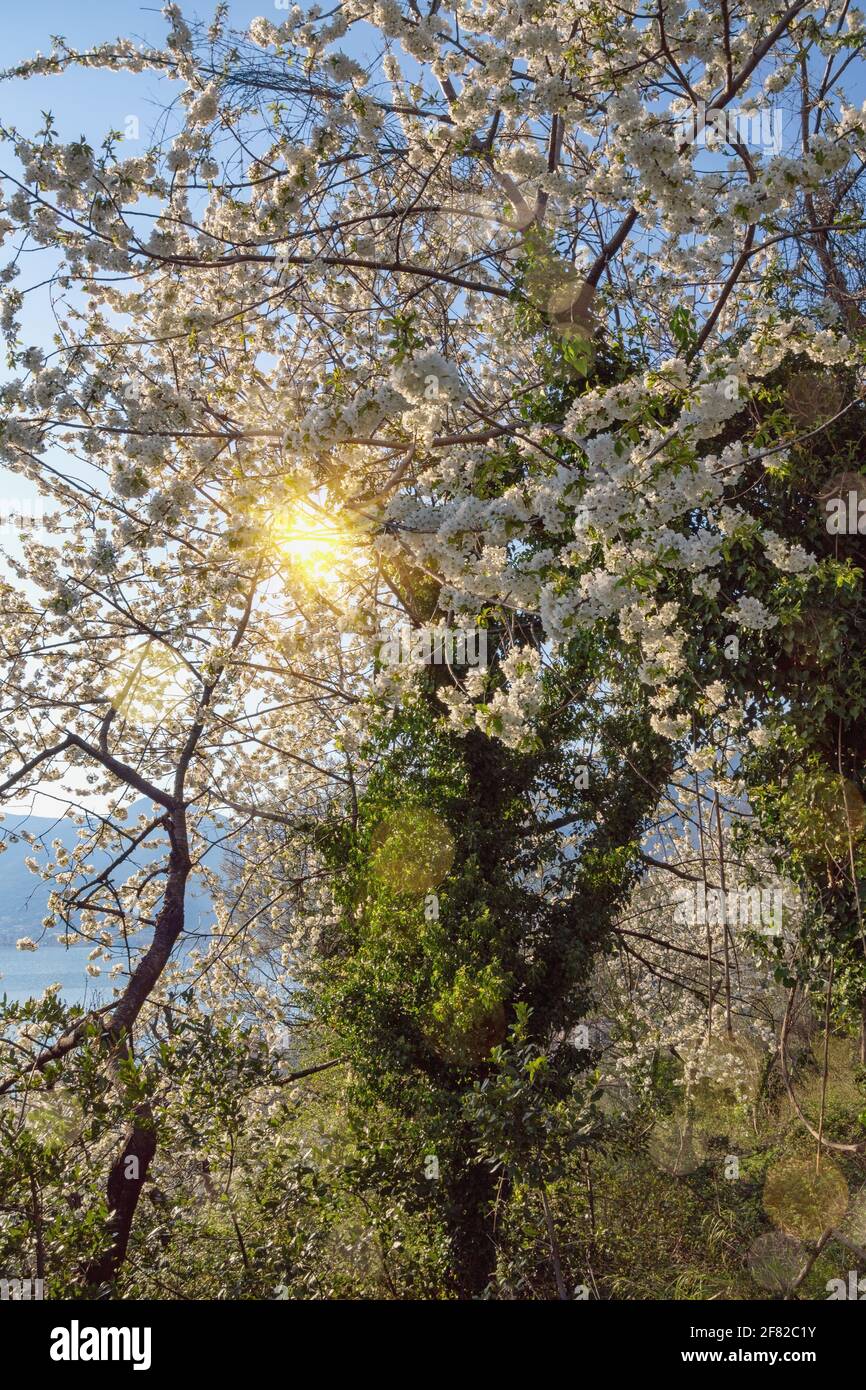 Cherry trees bloom hi-res stock photography and images - Alamy