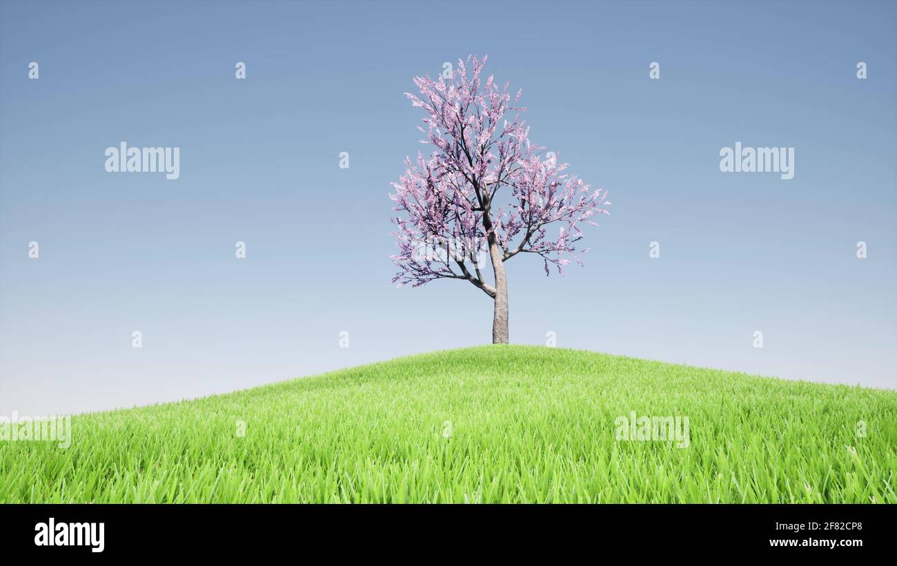 One tree on the grass hill Nature landscape spring season 3d render ...
