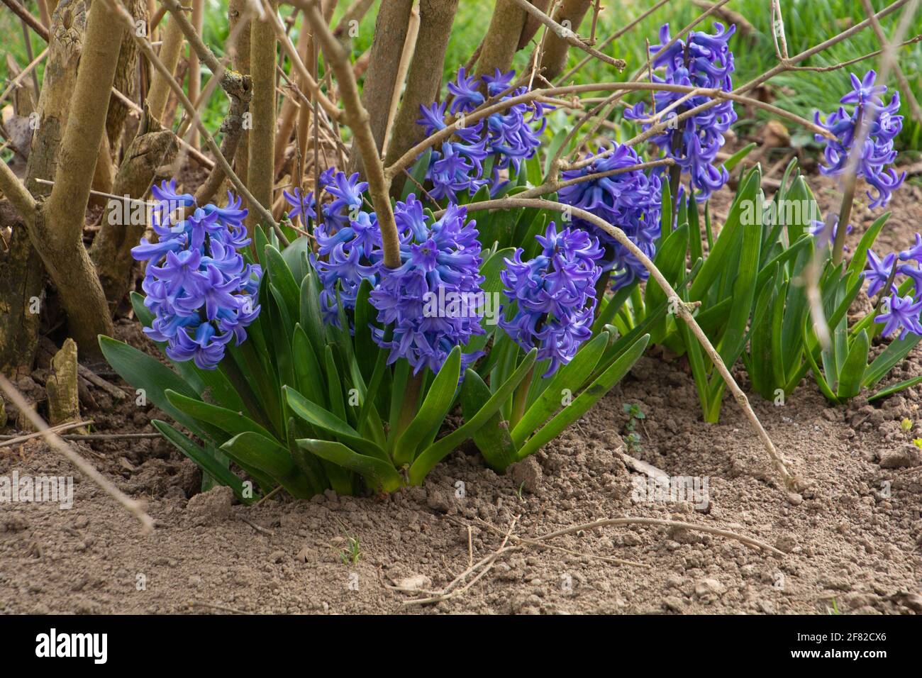 spring-blooming hyacinthus grows up with beautiful purple colored tiny ...