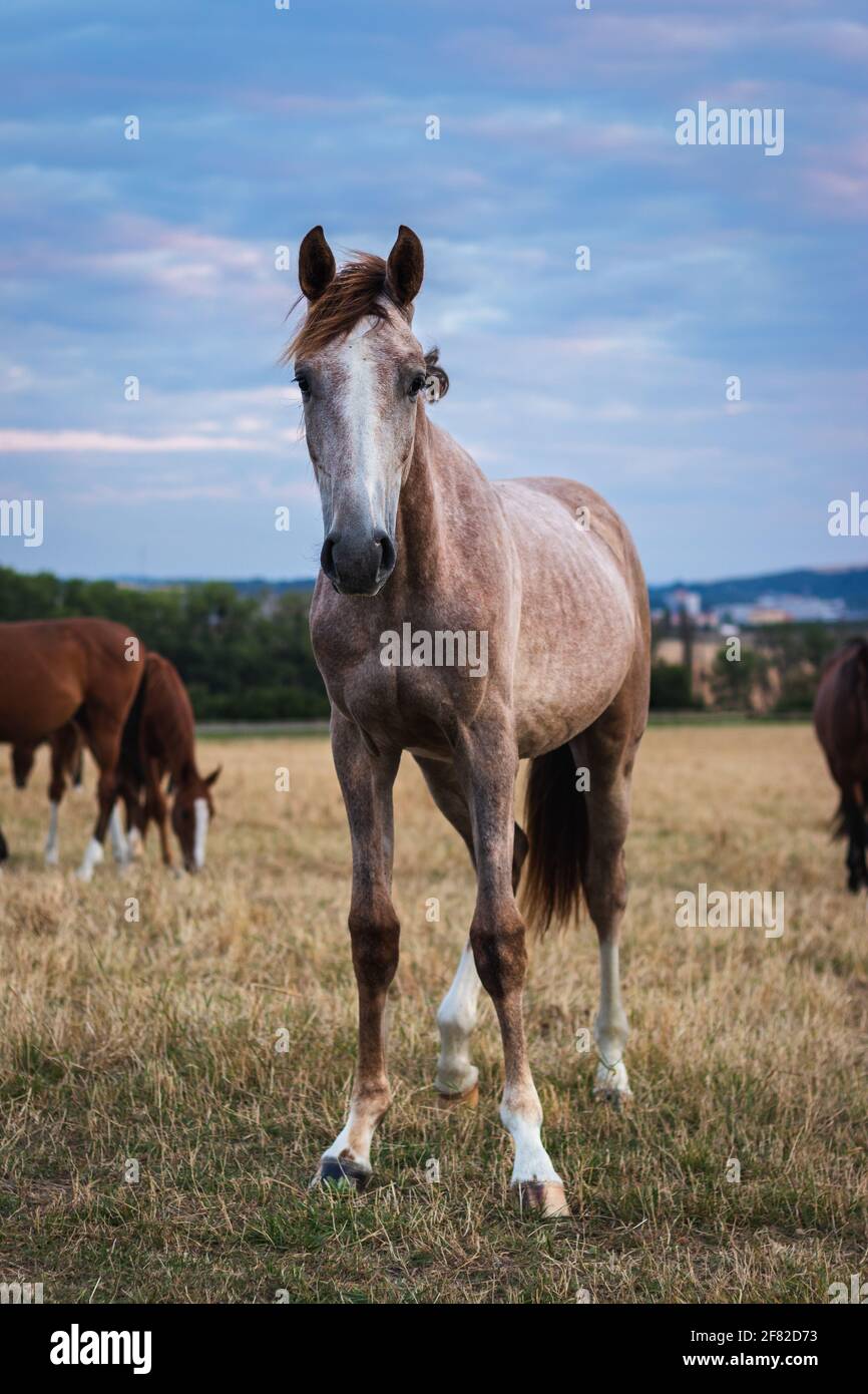 Horse front view hi-res stock photography and images - Alamy
