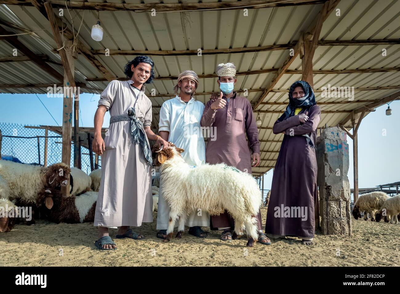 Goat farm saudi arabia hi-res stock photography and images - Alamy