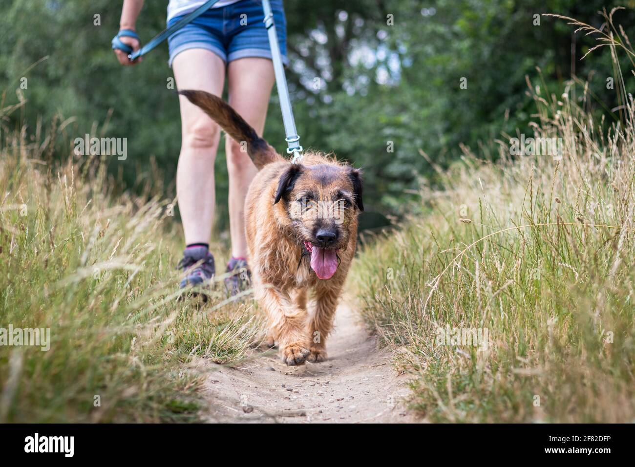Dog with his pet owner on walk outdoors. Dog walker and mixed breed ...