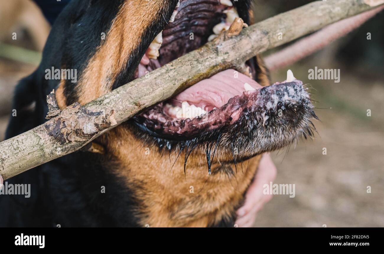 An imposing American line rottweiler enjoying a day of hunting in the ...