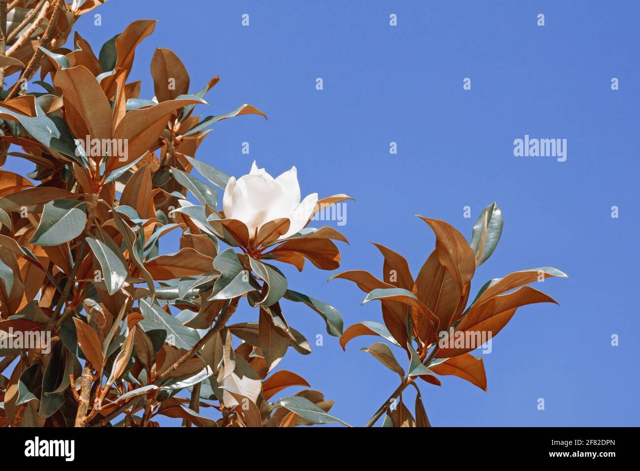 Southern magnolia tree hi-res stock photography and images - Alamy